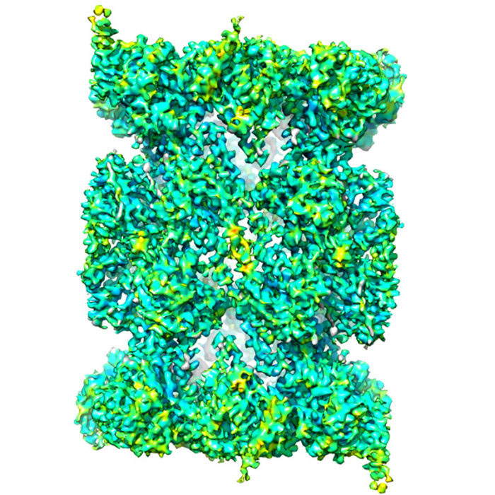Structure of the human 20S proteasome with a ligand revealed by cryo-EM ...