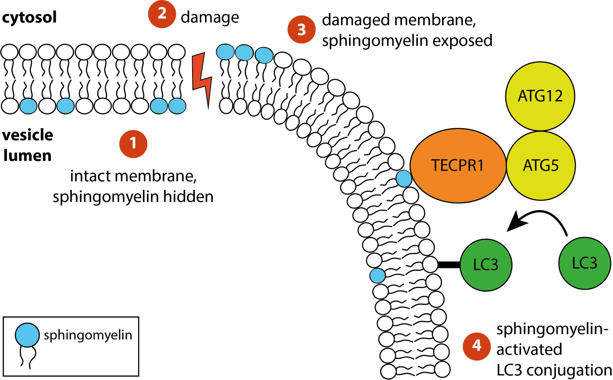 New pathway for cells to detect bacterial infection - MRC Laboratory of ...