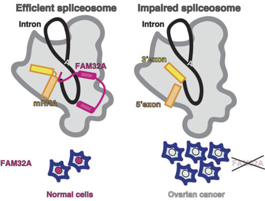 Structure of a post-catalytic human spliceosome improves understanding ...
