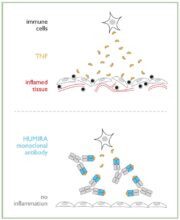 From bench to blockbuster: the story of HUMIRA® – best-selling drug in ...