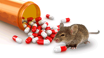 Animal Research - MRC Laboratory of Molecular Biology