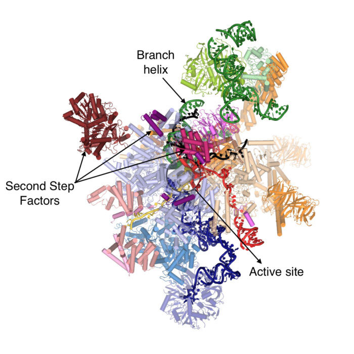 New insights into the structure and dynamics of the catalytic ...