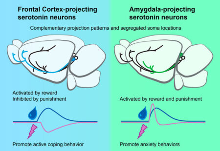 Jing Ren - MRC Laboratory of Molecular Biology