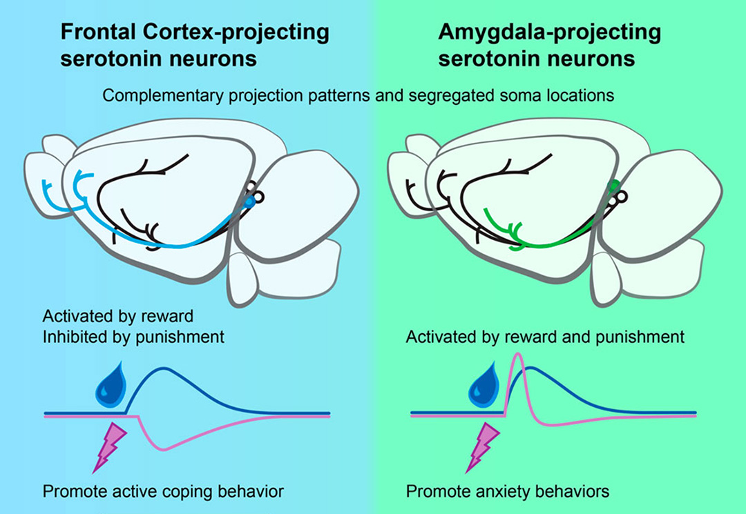 Jing Ren - MRC Laboratory of Molecular Biology