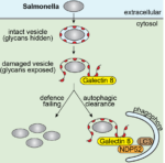 Felix Randow - MRC Laboratory of Molecular Biology
