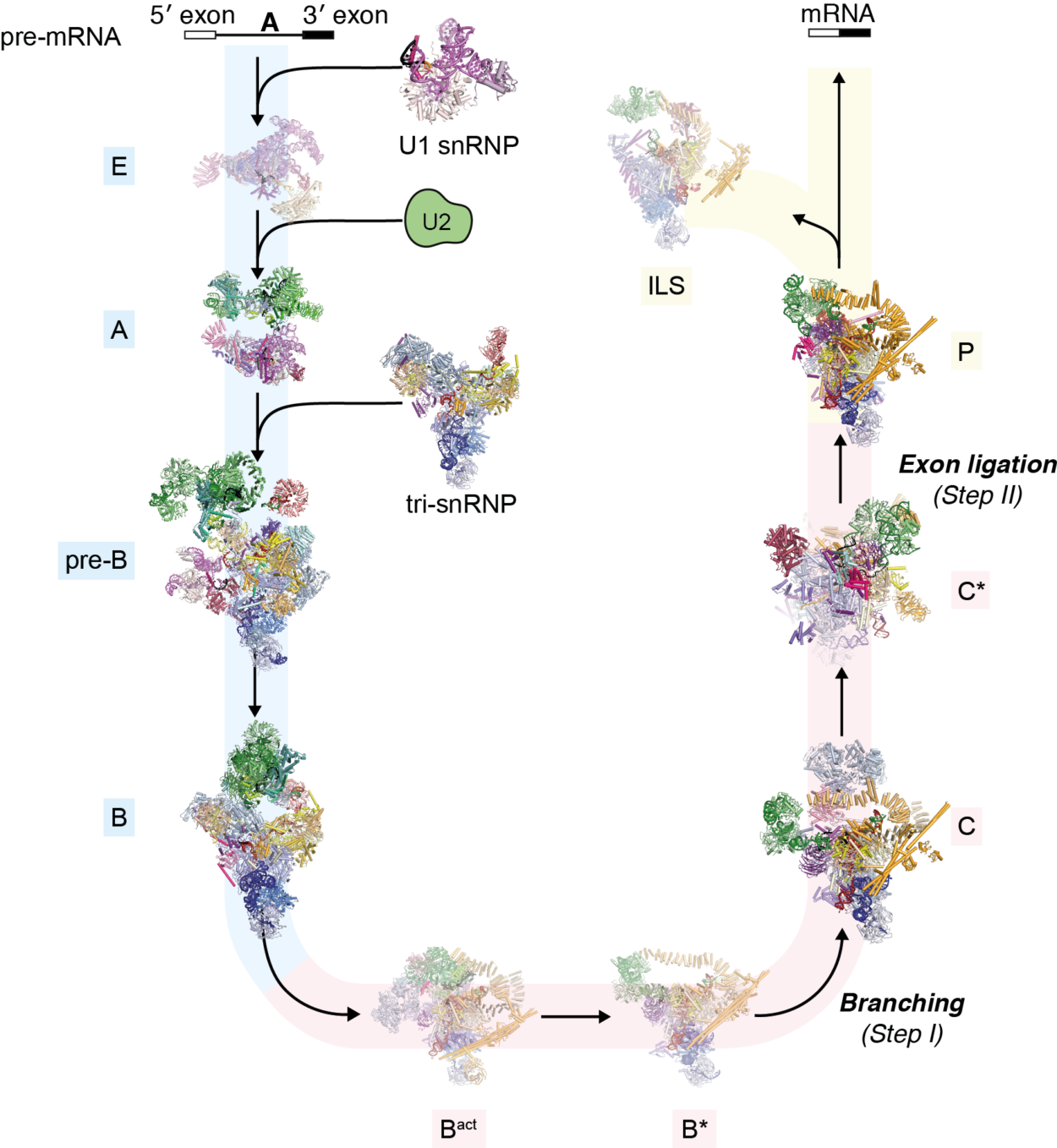 Kiyoshi Nagai (1949 - 2019) - MRC Laboratory of Molecular Biology