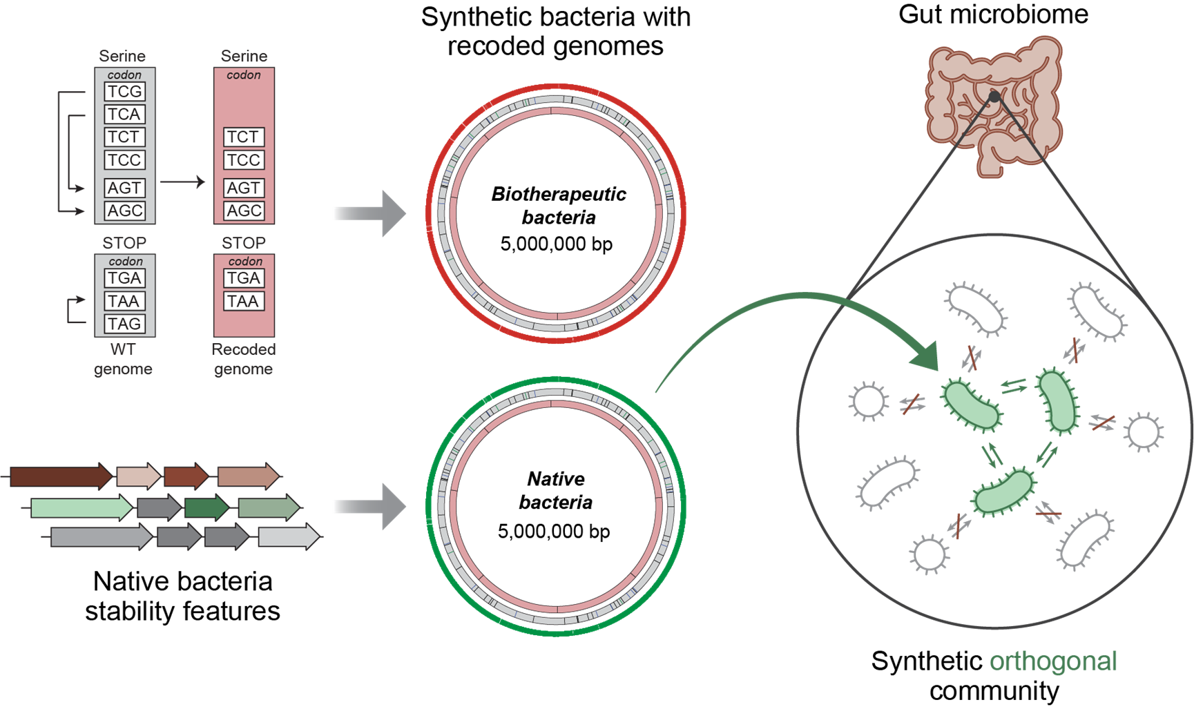 Wes Robertson - MRC Laboratory of Molecular Biology
